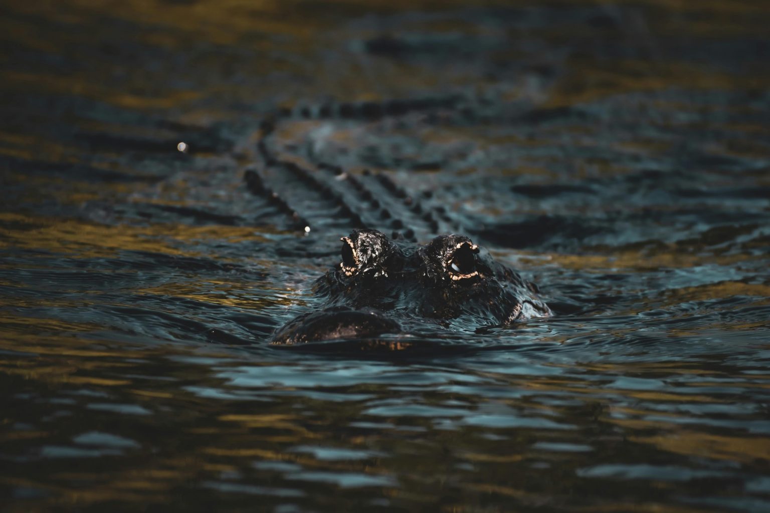 Amphibious Vehicles: Cars That Swim Like Boats - Groovy Content